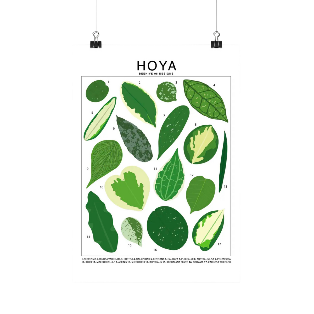 Hoya Species Id Chart - Botanical Houseplant Art Print – Golden Hour ...