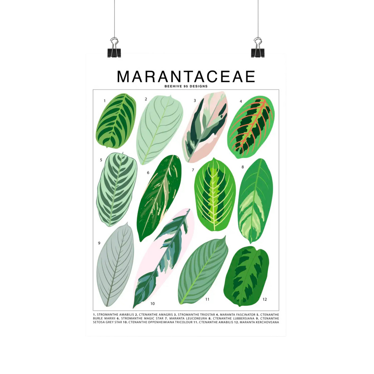 Marantaceae Species Id Chart -Botanical Houseplant Art Print – Golden ...