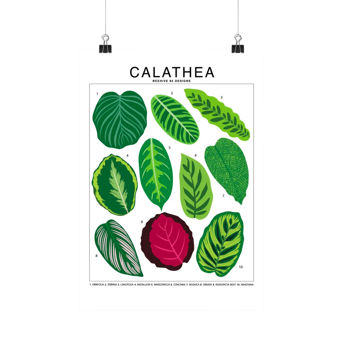 Calathea Species Id Chart - Botanical Houseplant Art Print – Golden ...